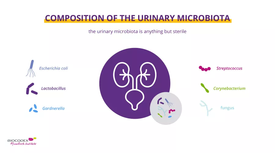 The urinary microbiota | Content for the lay public | Microbiota institute